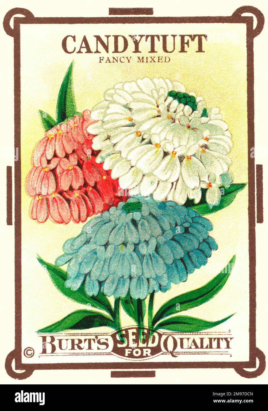 A beautiful Candytuft seed packet from the Burt’s Seeds Company, New ...