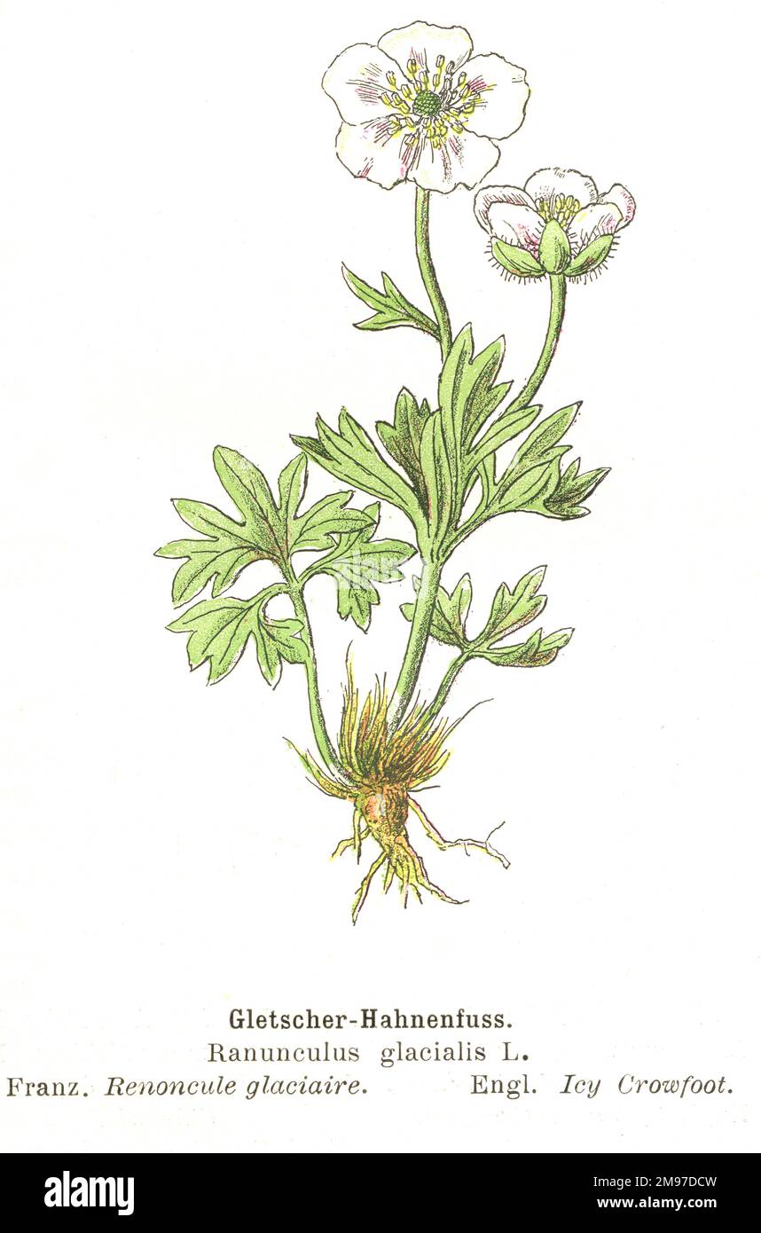 Botanical illustration of Ranunculus glacialis Stock Photo - Alamy