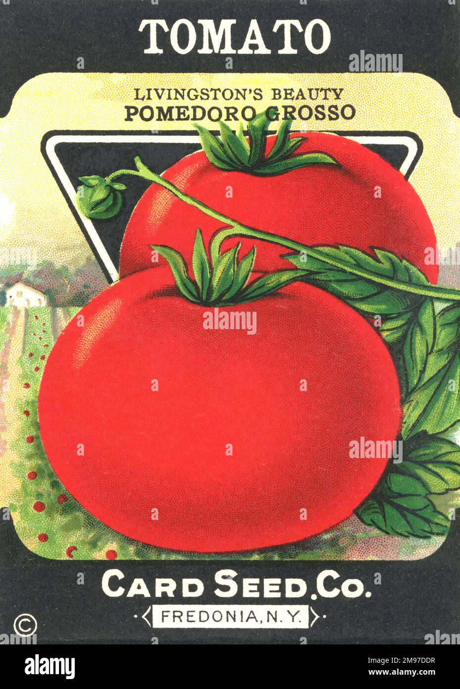 A tomato seed packet from the Card Seed Company, New York Stock Photo ...