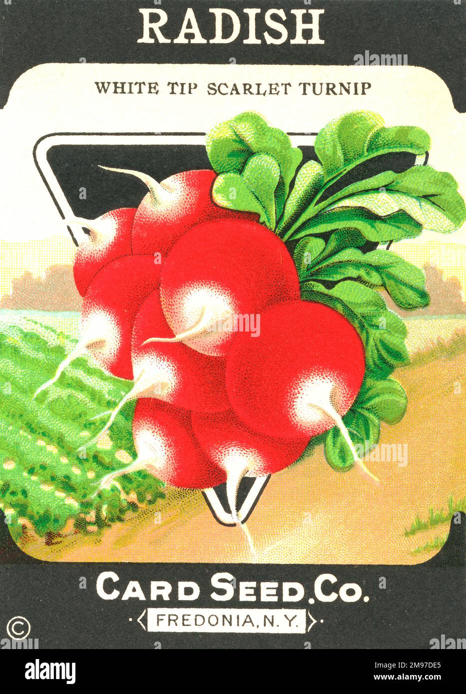 A radish seed packet from the Card Seed Company, New York Stock Photo ...