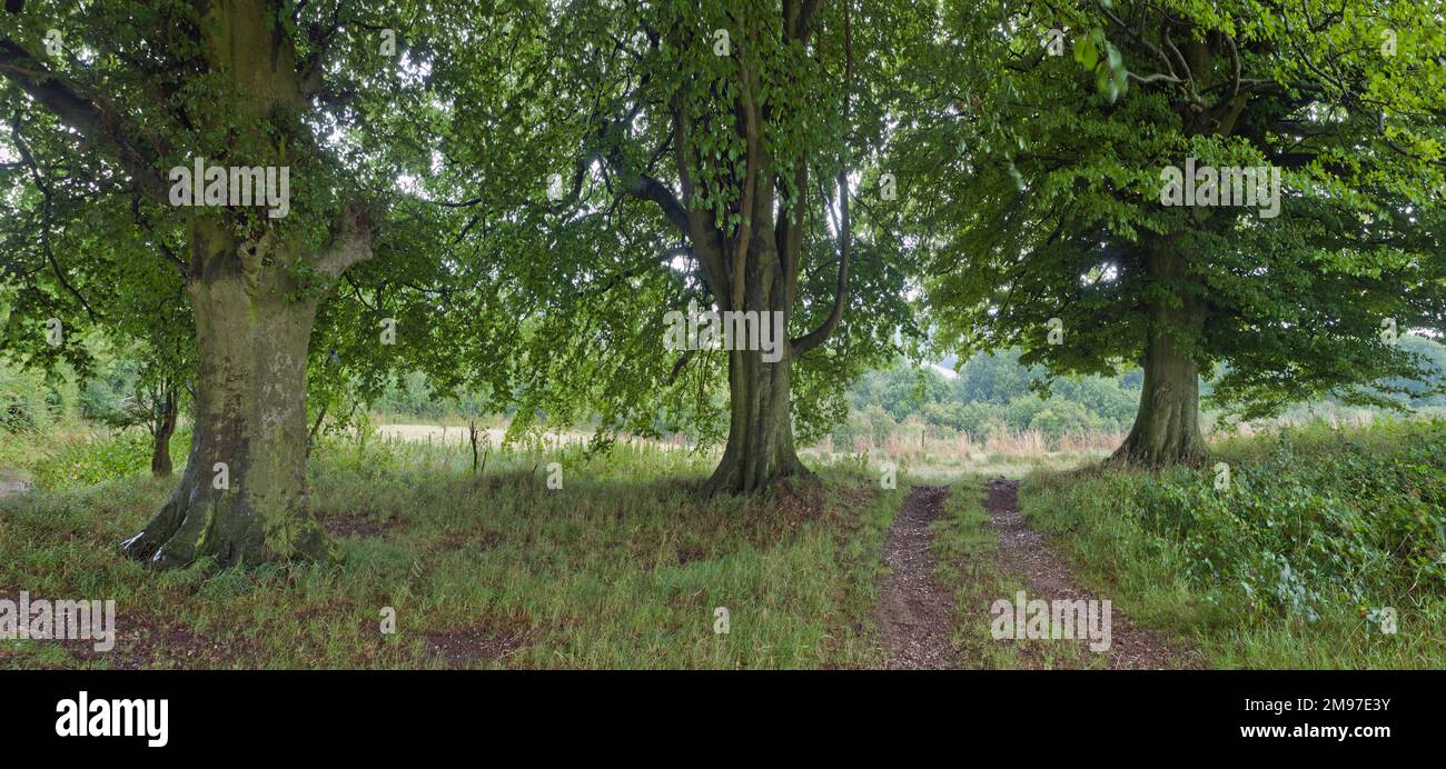Three trees across path hi-res stock photography and images - Alamy