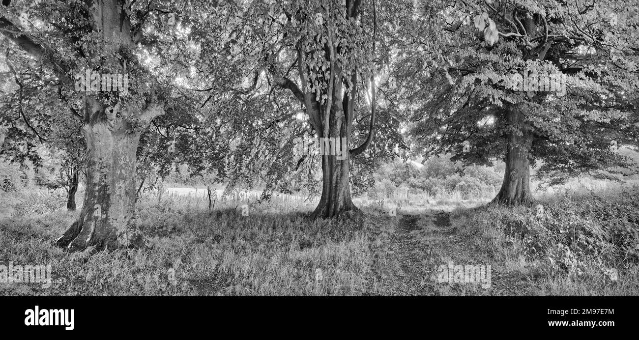 Three Trees across the path of the Ridgeway National Path in Wiltshire ...