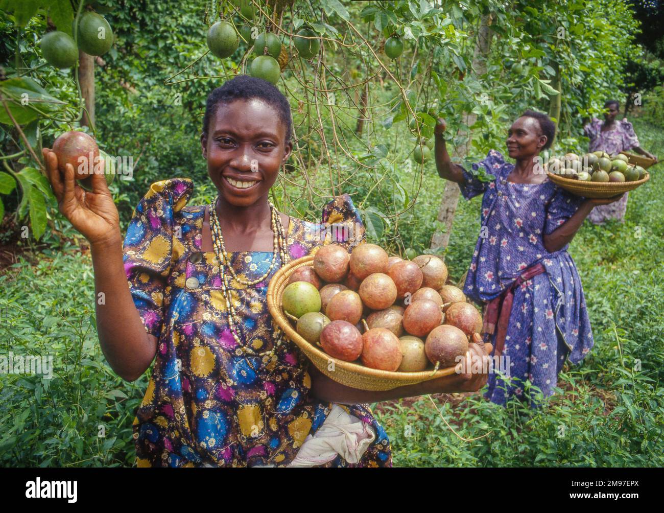 Uganda, Kampala region; woman picking passion fruits Stock Photo - Alamy