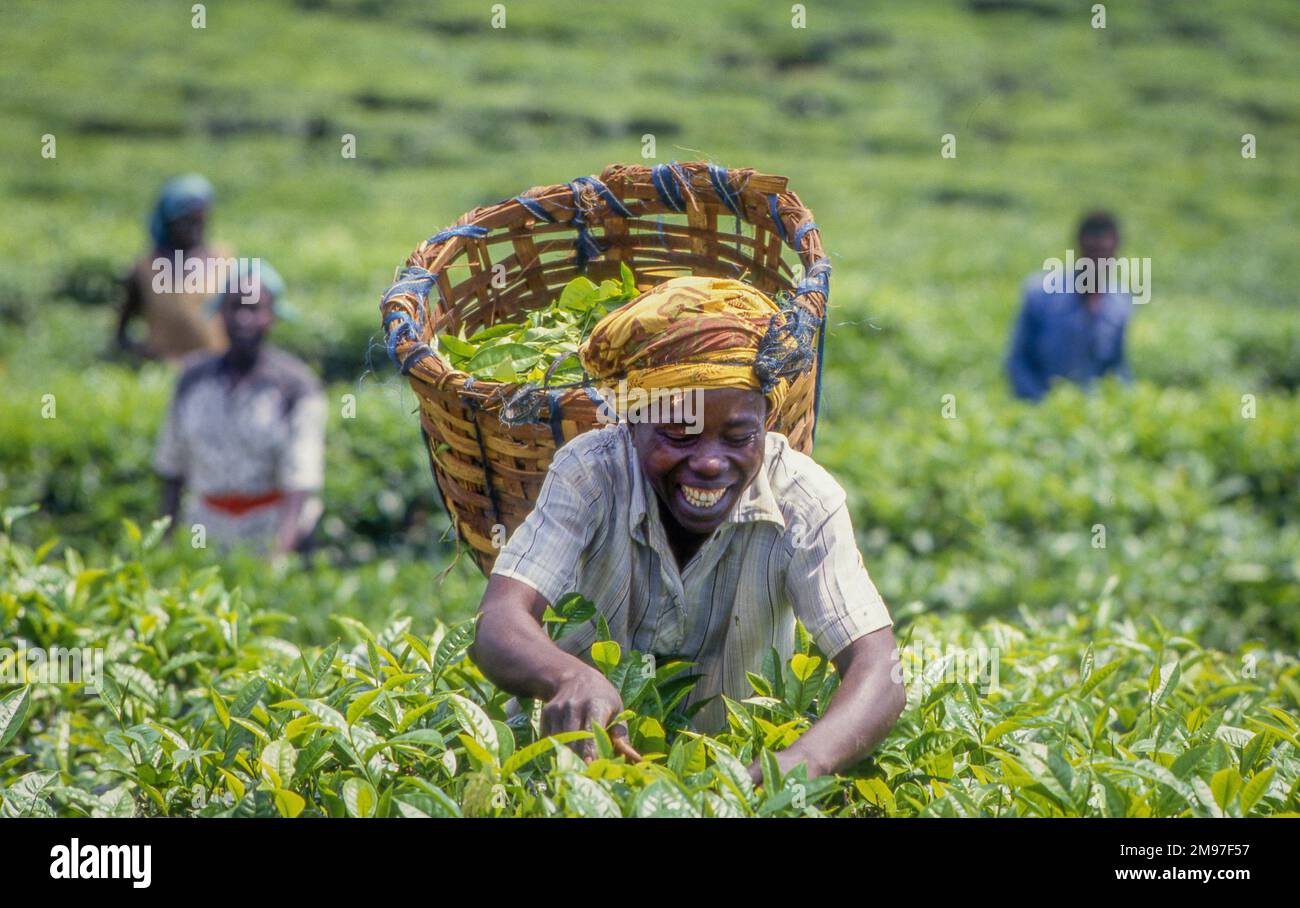 Uganda; People harvesting tea on a tea plantation Stock Photo - Alamy