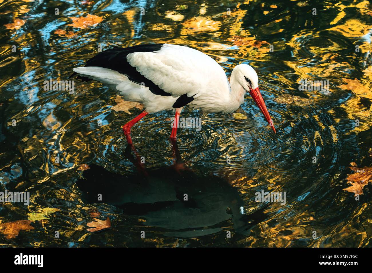 White stork (Ciconia ciconia) bird in pond, selective focus Stock Photo ...