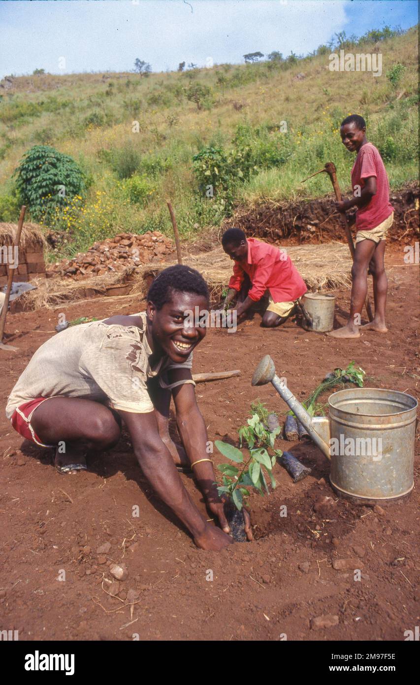 Uganda, People planting young trees at a tree nursery for reforestation ...