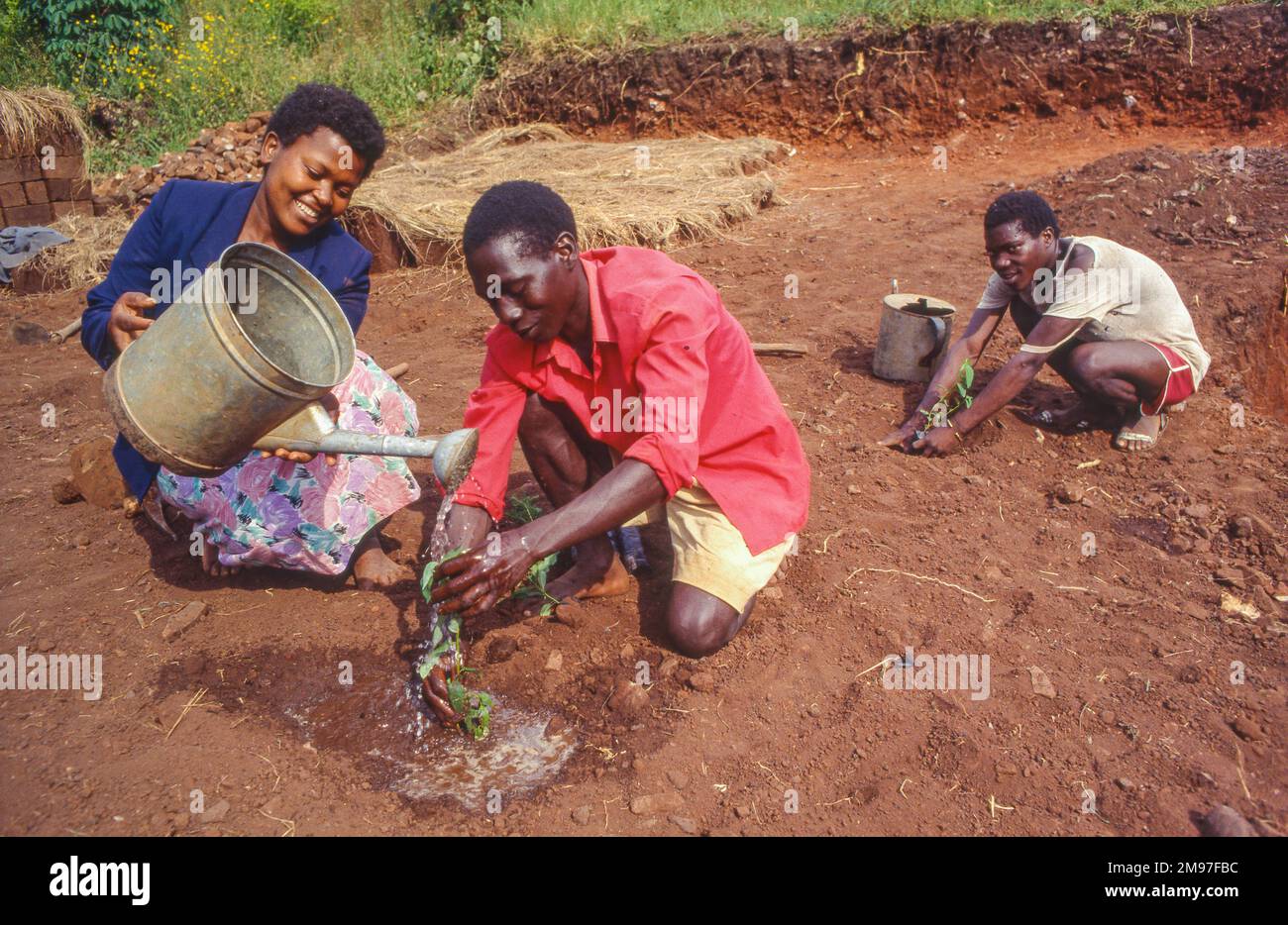 Uganda, People planting young trees at a tree nursery for reforestation ...