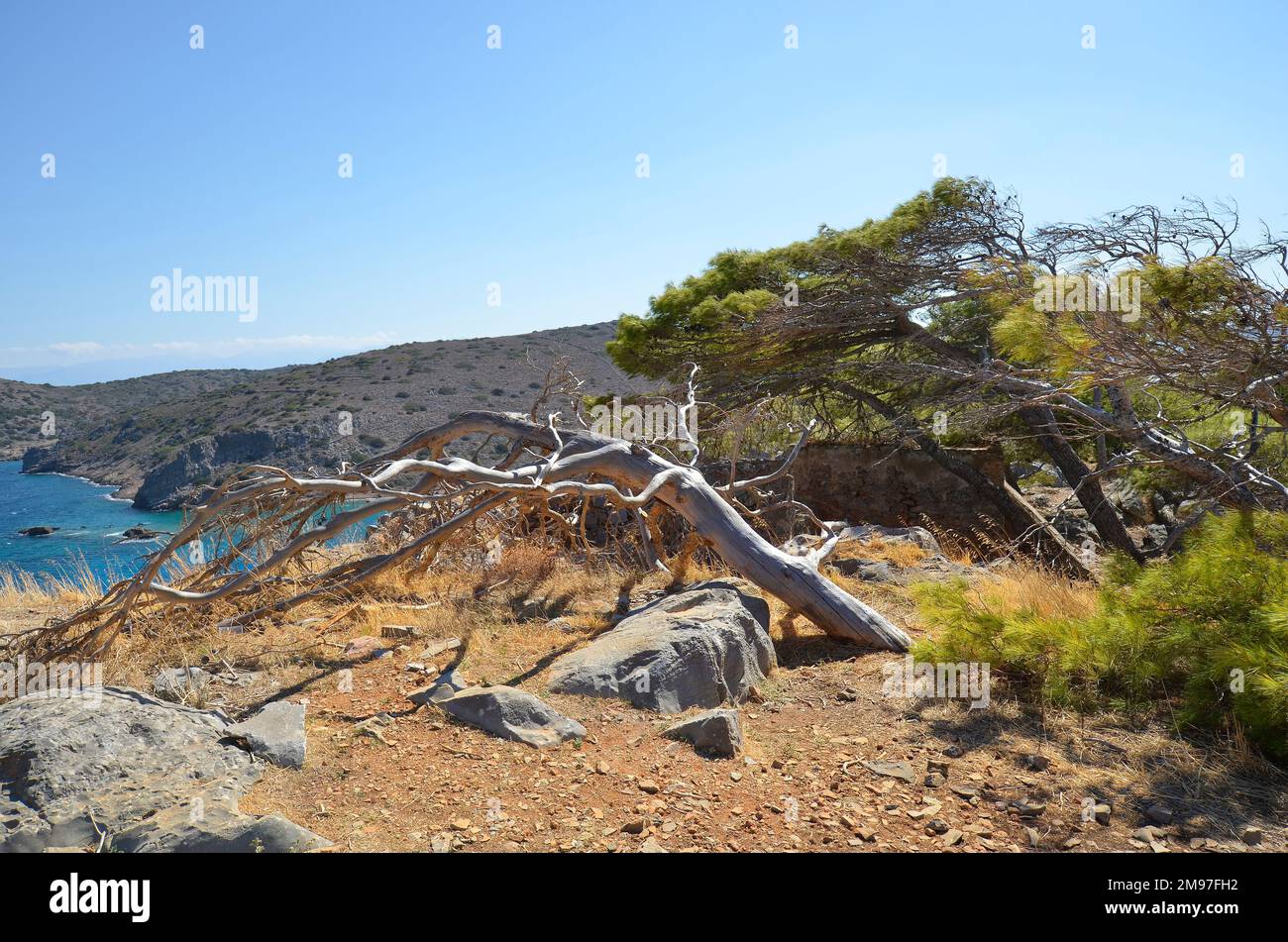 Greece, Crete, Pine tree deformed by the storm in the old venetian ...