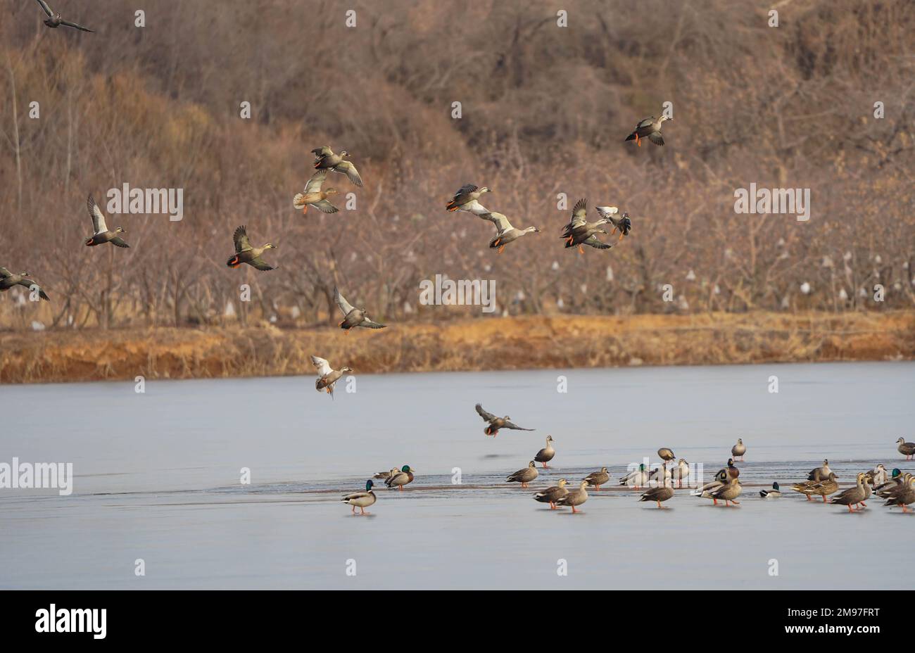 birds flying and landing on frozen lake Stock Photo - Alamy