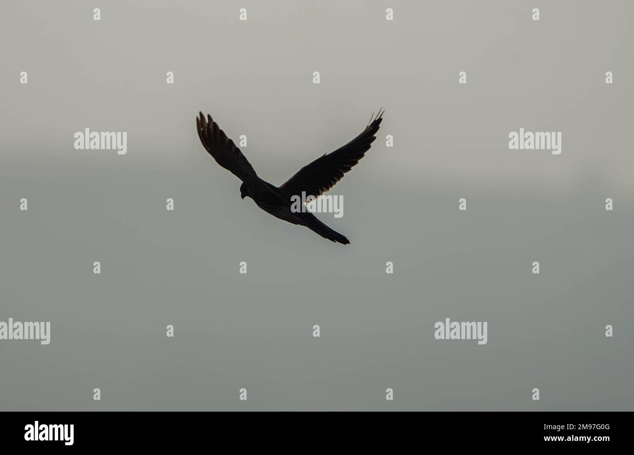 flying falcon cucoloris Stock Photo - Alamy