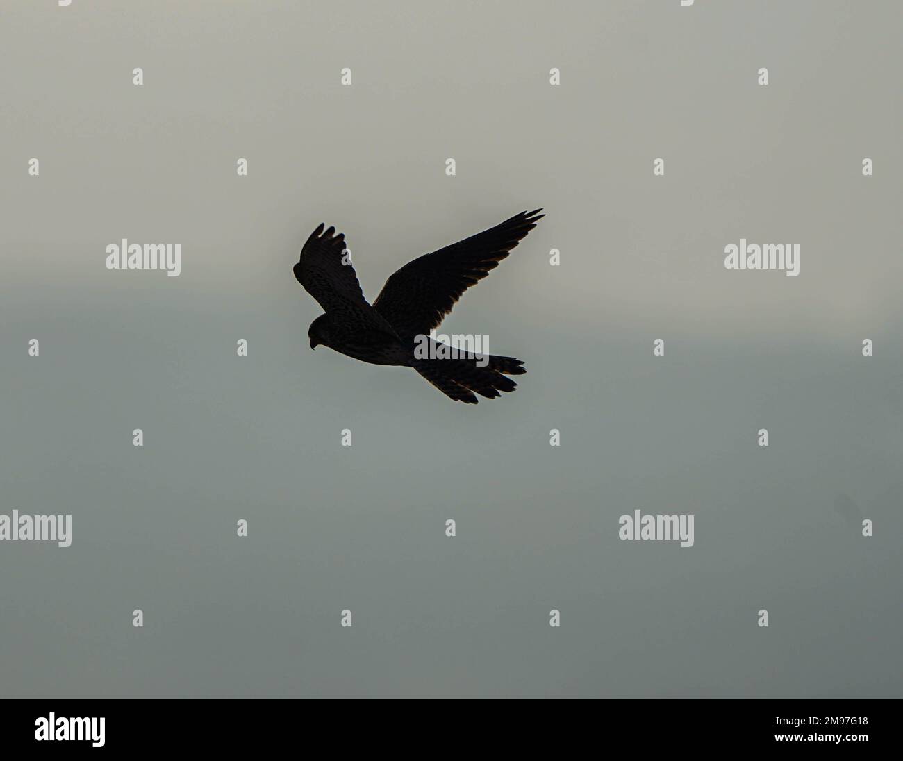 flying falcon cucoloris Stock Photo - Alamy