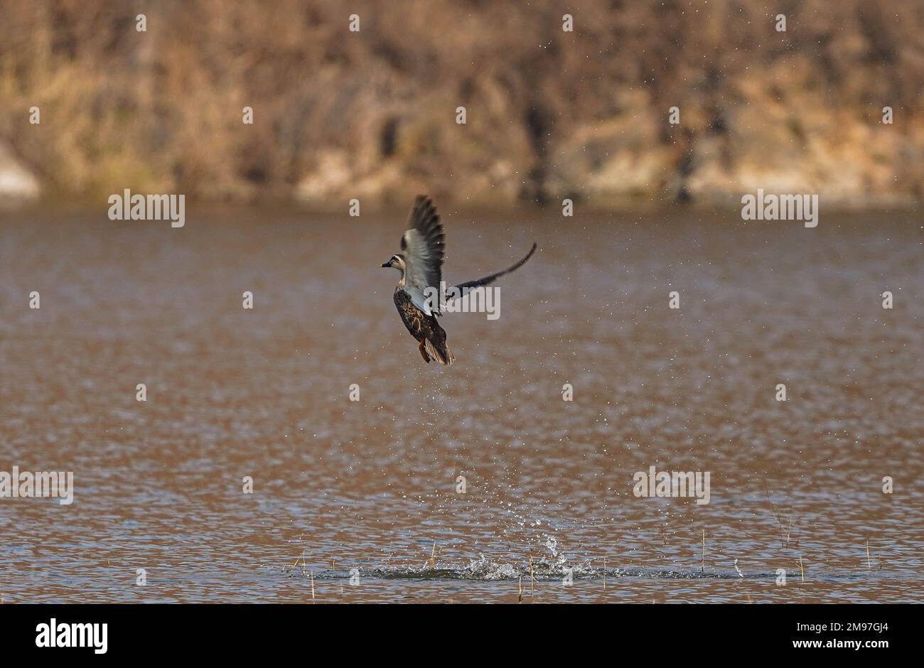 bird take off from water Stock Photo - Alamy
