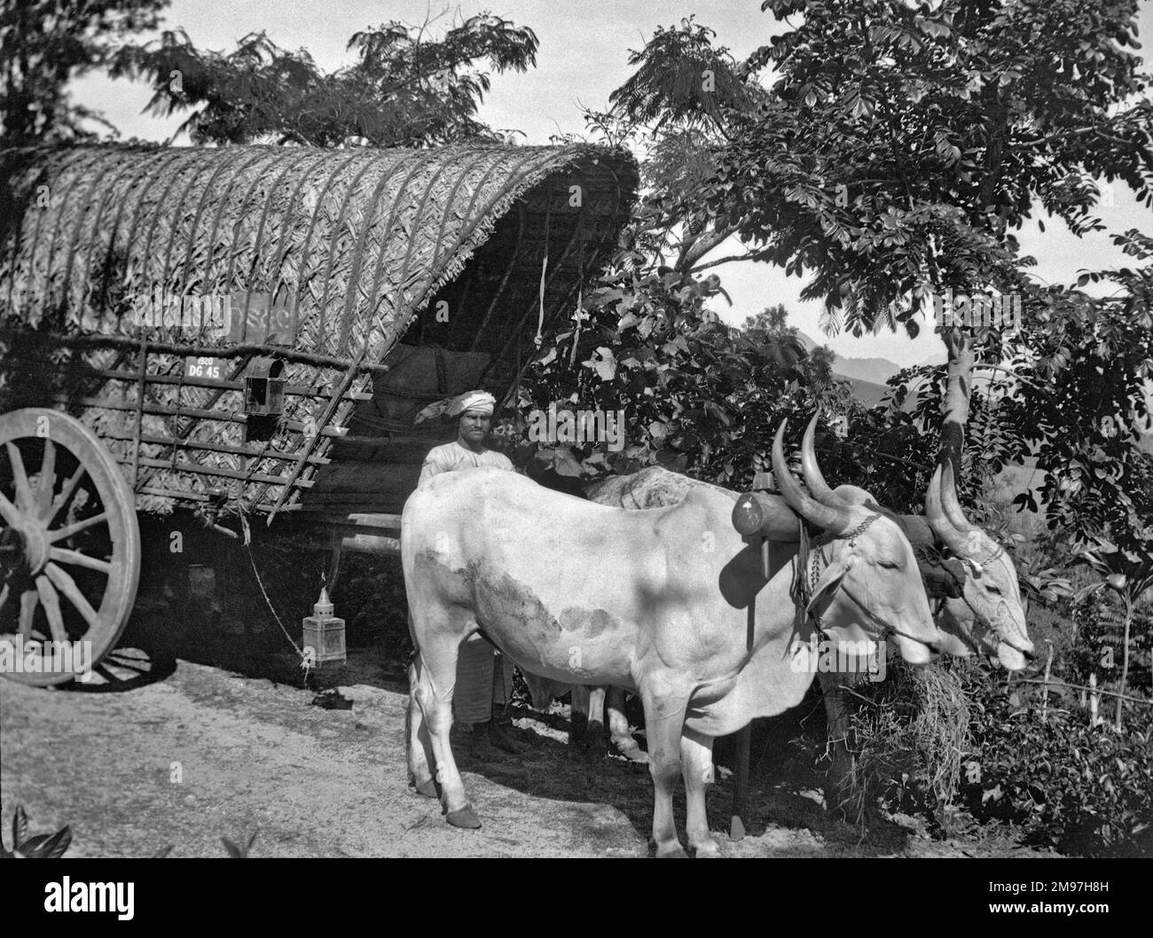 Man with ox-drawn cart, India Stock Photo - Alamy