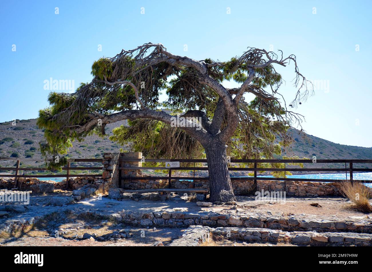 Greece, Crete, Pine tree deformed by the storm in the old venetian ...