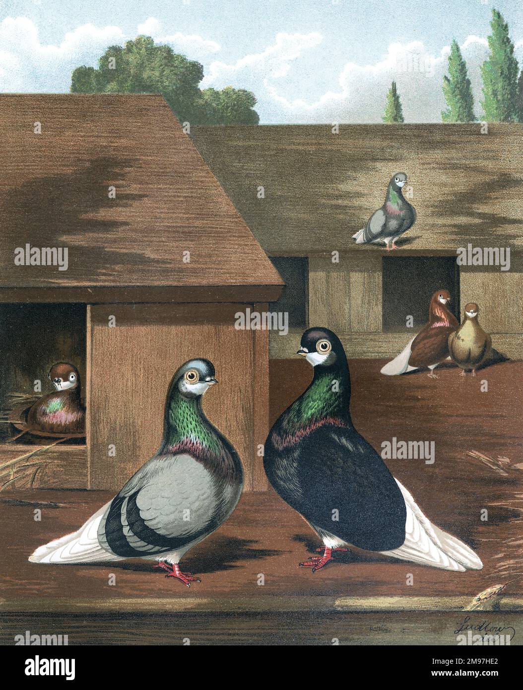 A portrait a Short-Faced Blue and Black Bearded pigeon amongst other ...