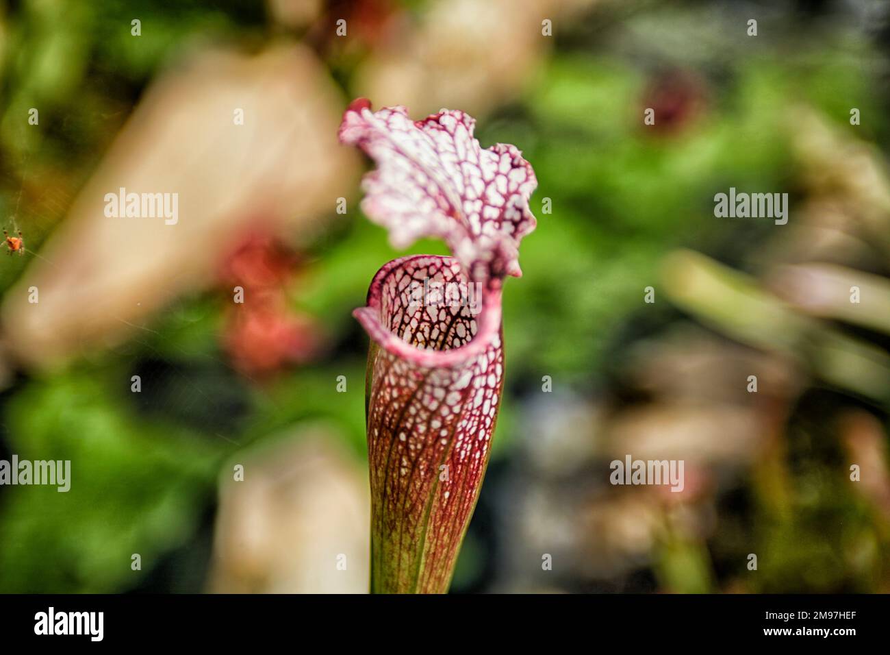 Sarracenia Leucophylla. White pitcher plant. Carnivorous plant Stock ...