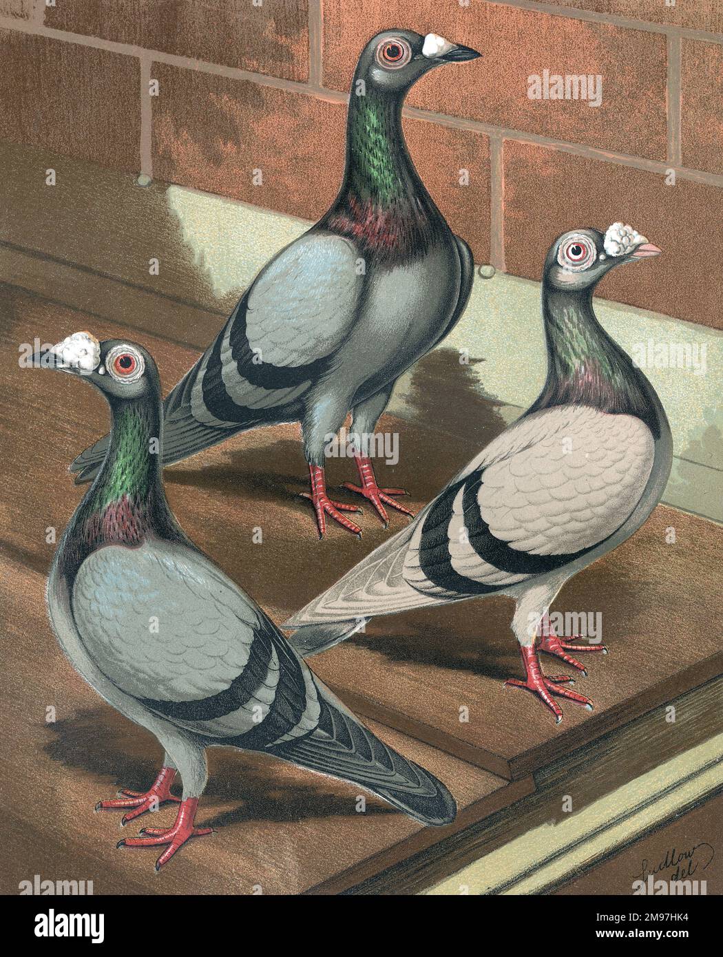 Fancy pigeon young hi-res stock photography and images - Alamy