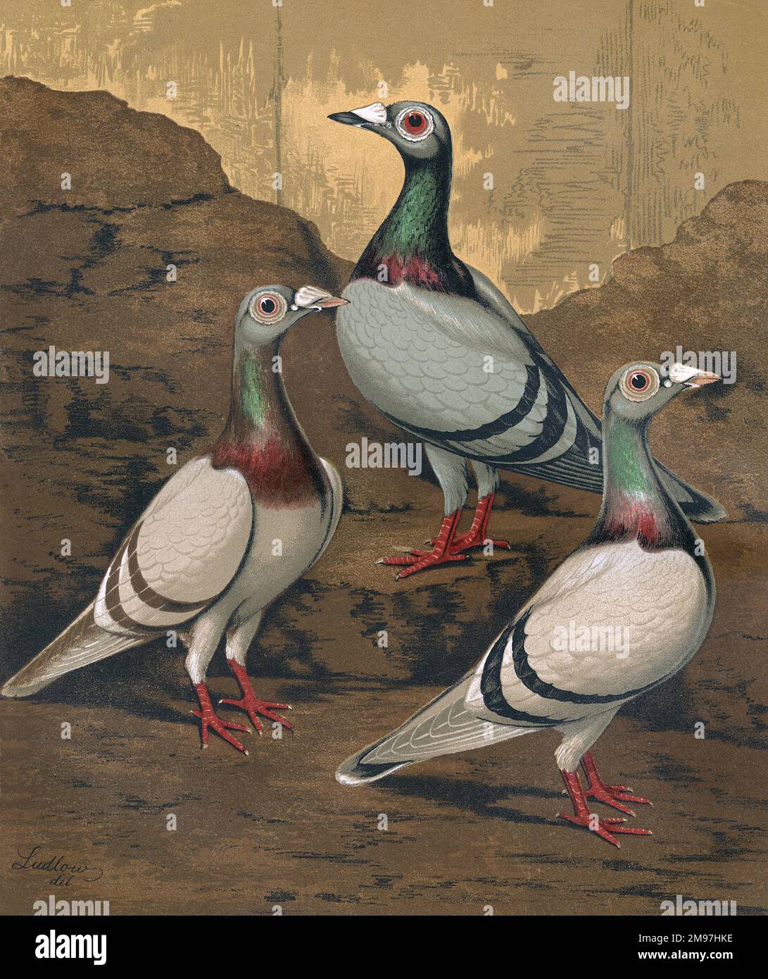 Brown Homing Pigeon