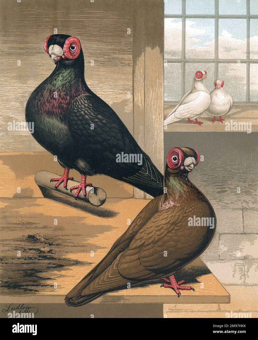 English barb pigeons hi-res stock photography and images - Alamy