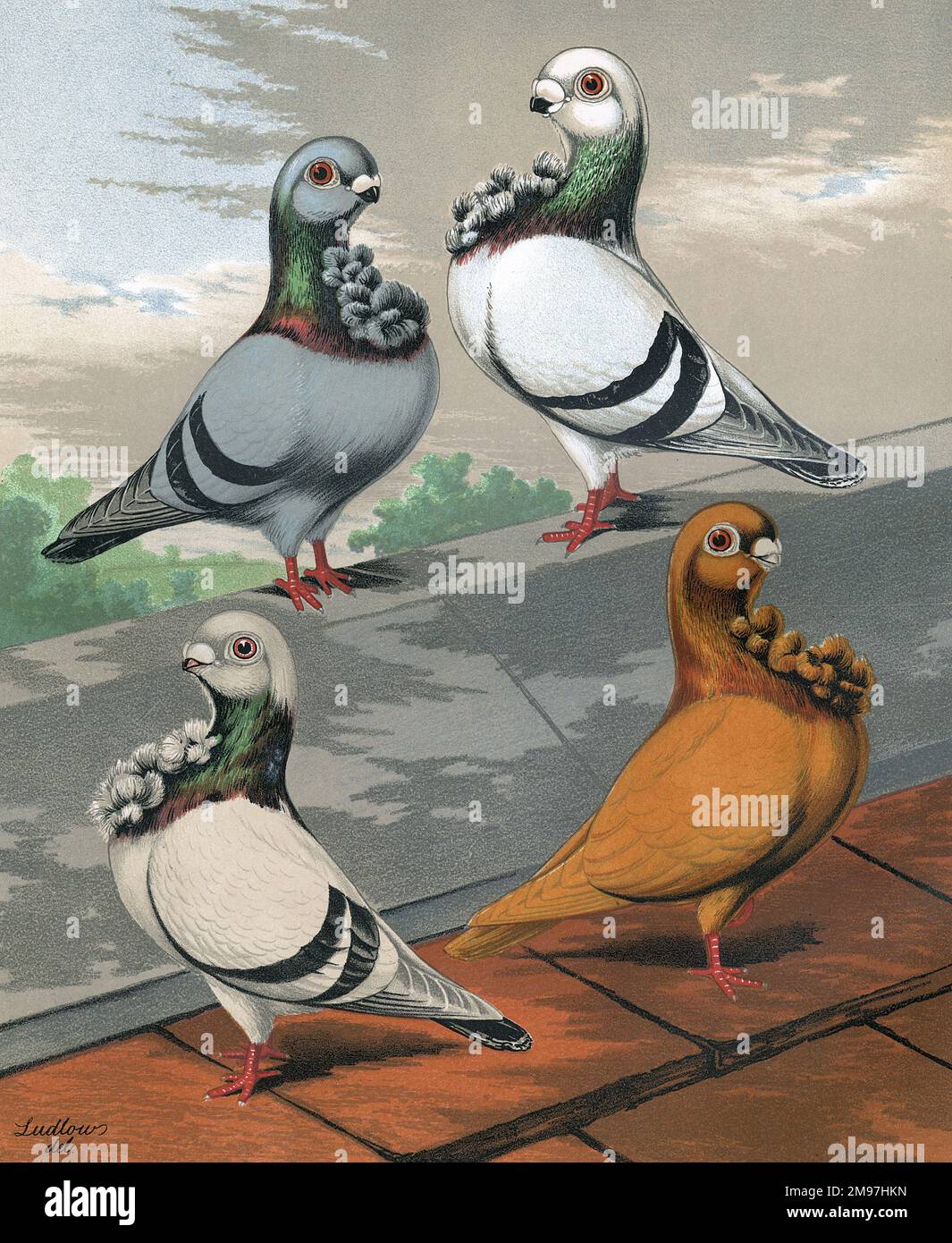 A portrait of four English Owls presenting their key features and ...