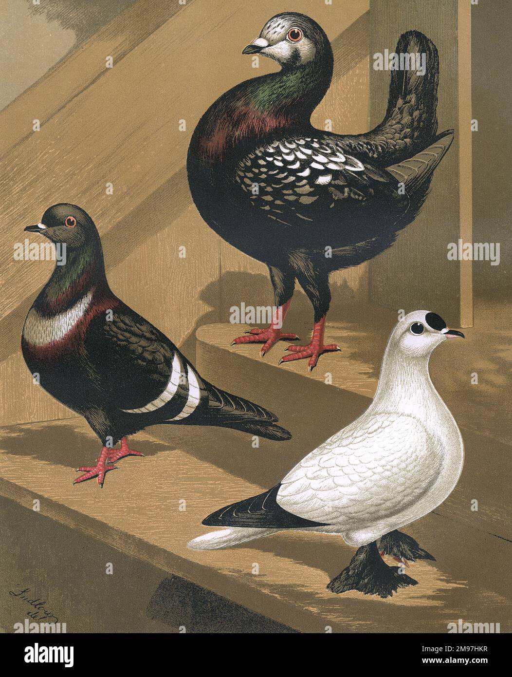 A portrait illustration showing three breeds of pigeon. At the top of ...