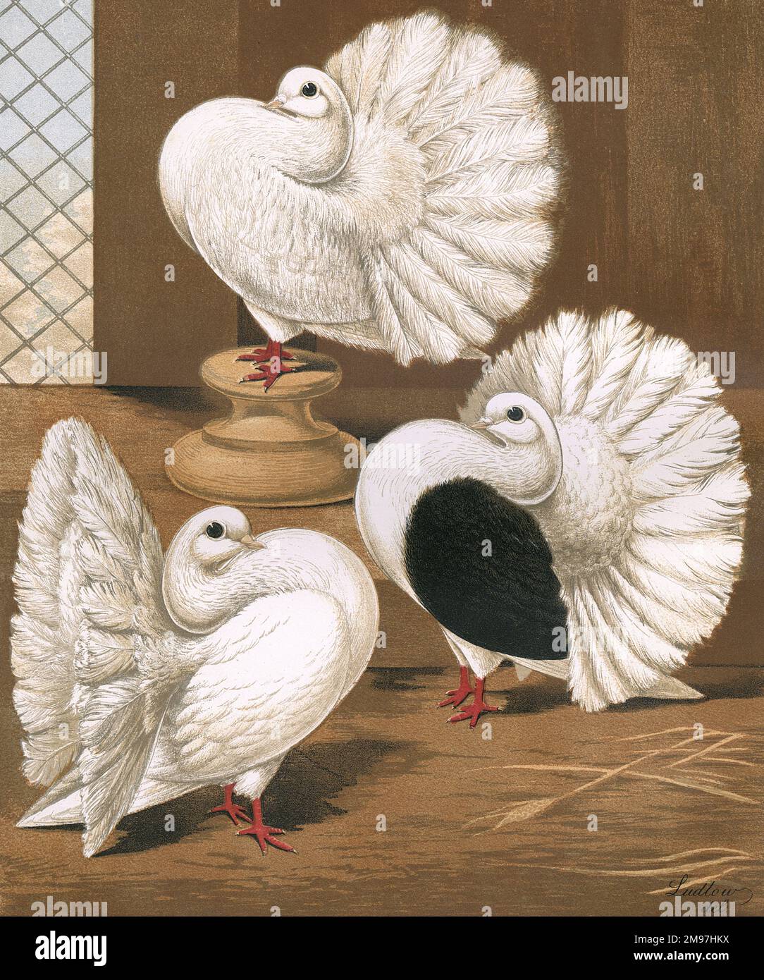 A portrait of a White, White Laced and Black-Saddle Back Scotch Fantail ...