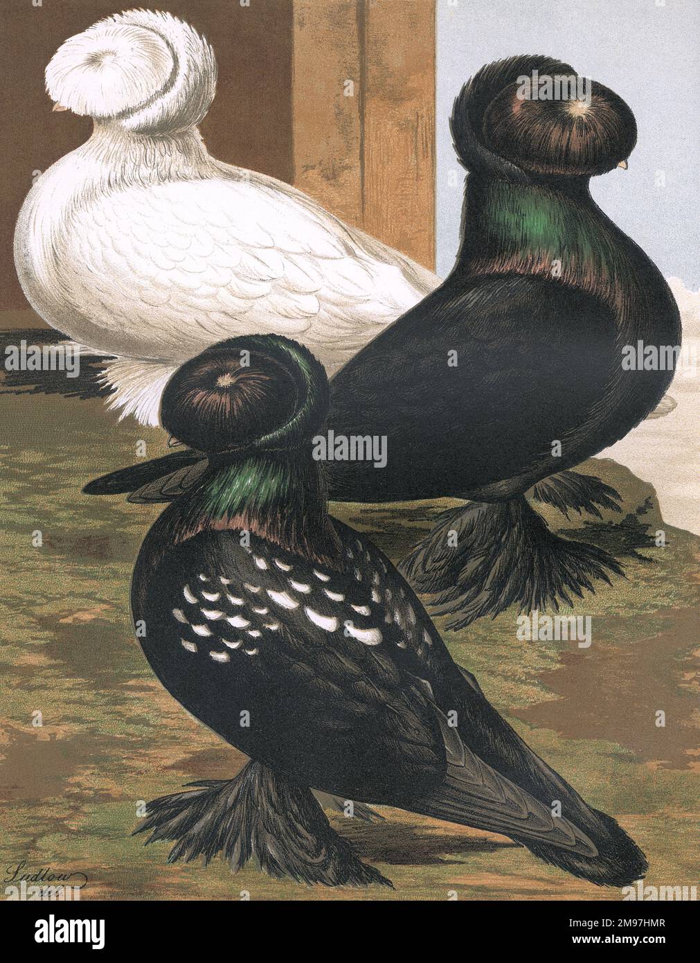 Three Russian Trumpeters, Black-Mottled, Black and White , are seen ...