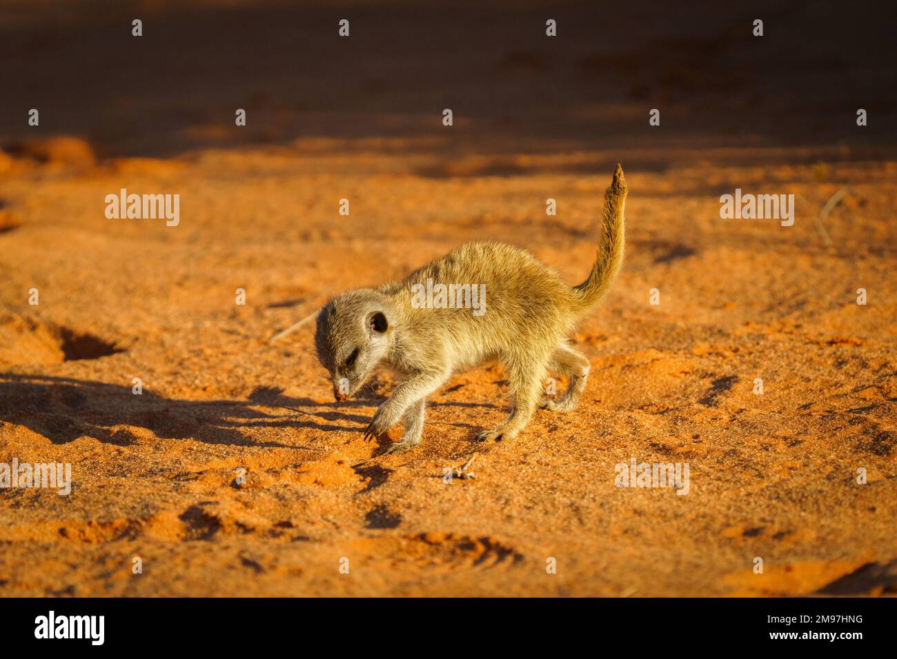 Meerkat baby (Suricata suricatta) crosses from right to left the desert ...