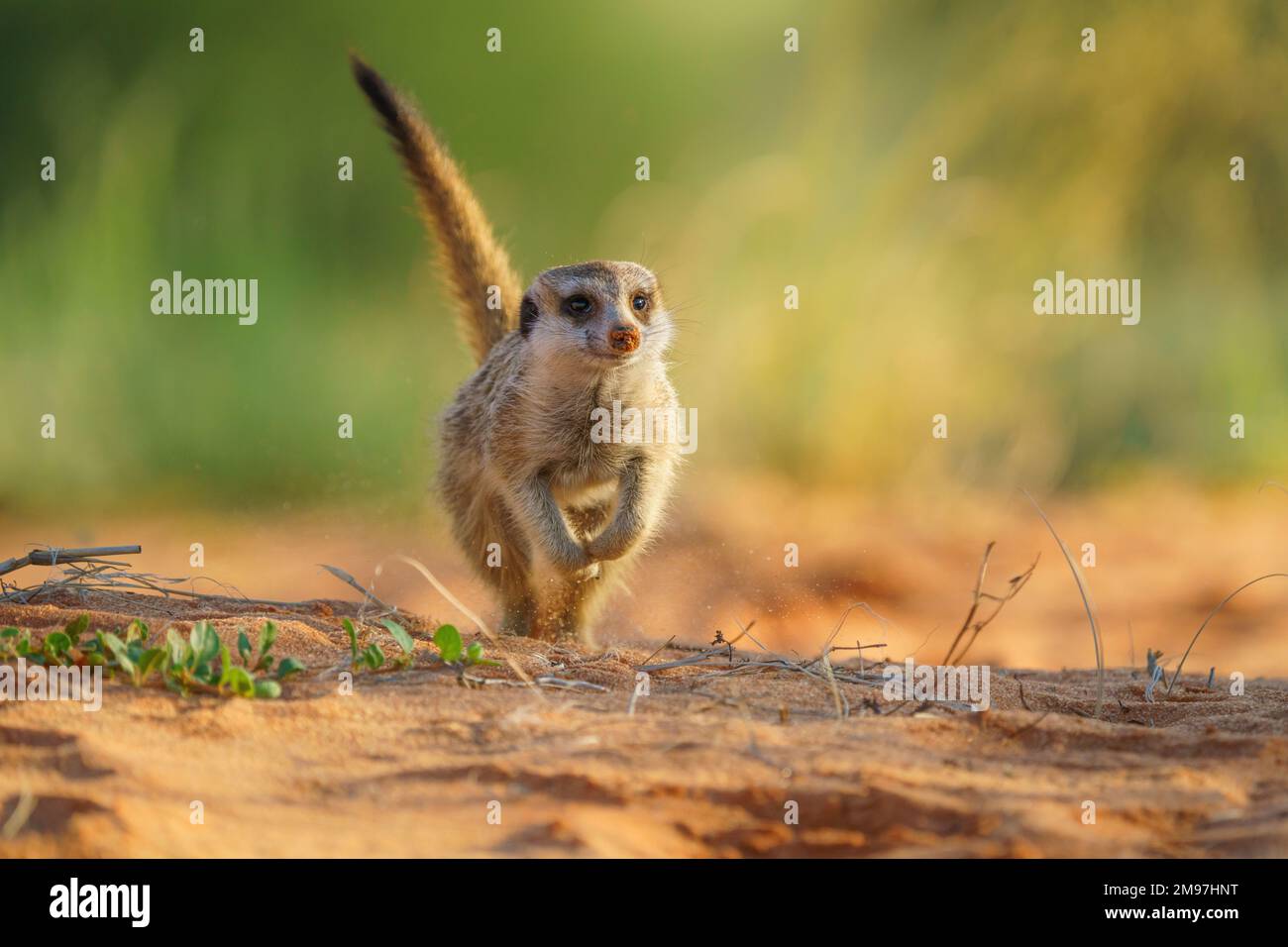 Meerkat baby (Suricata suricatta) runs, front legs are in the airborne ...