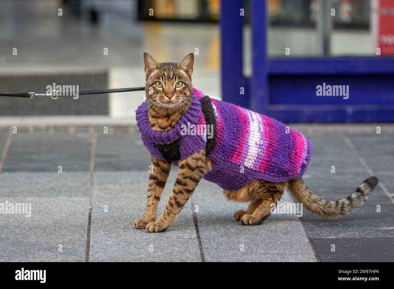 Walking a cat on a lead in Southport, Lancashire. UK Weather 17 Jan ...