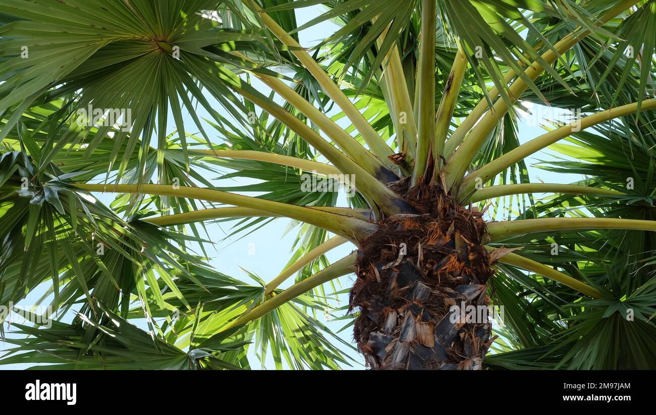 Blue sky tropical palm trees hi-res stock photography and images - Alamy