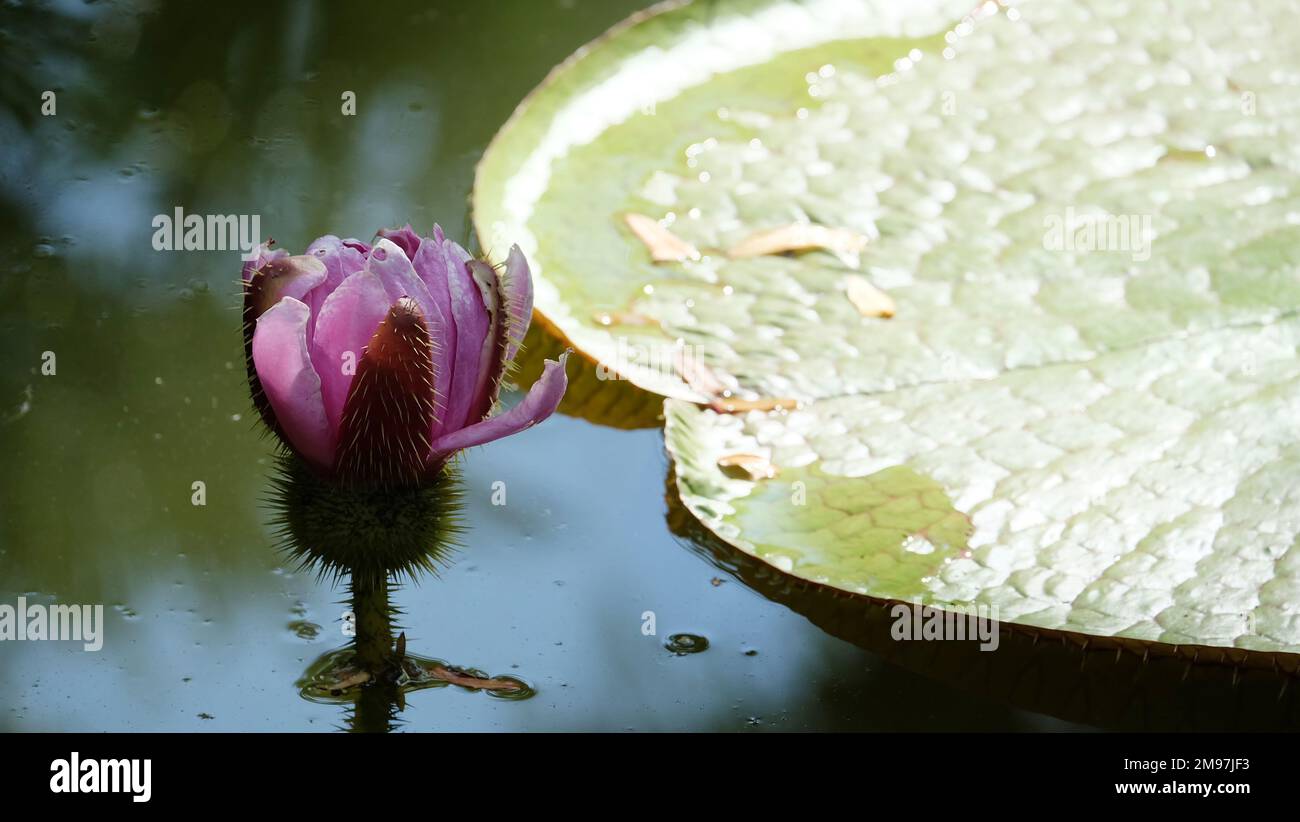A pink blooming water lily bud with tiny spikes, growing out from pond ...