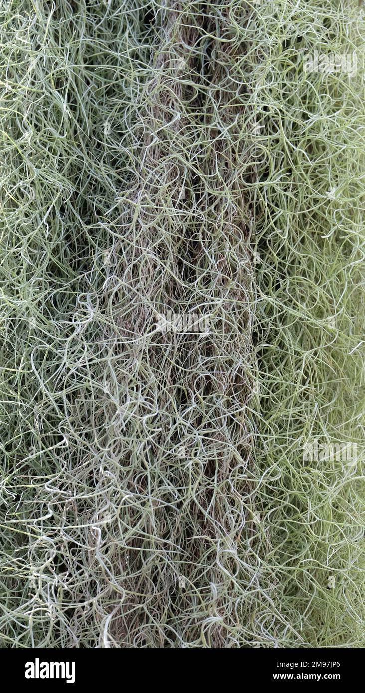 Spanish moss up close hi-res stock photography and images - Alamy