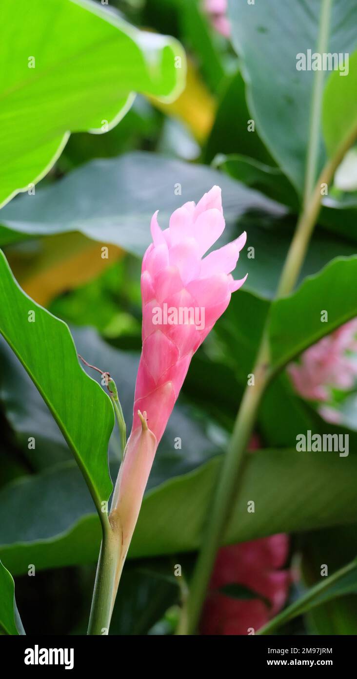 Beautiful blooming pink ginger flower, with green leaves in the ...