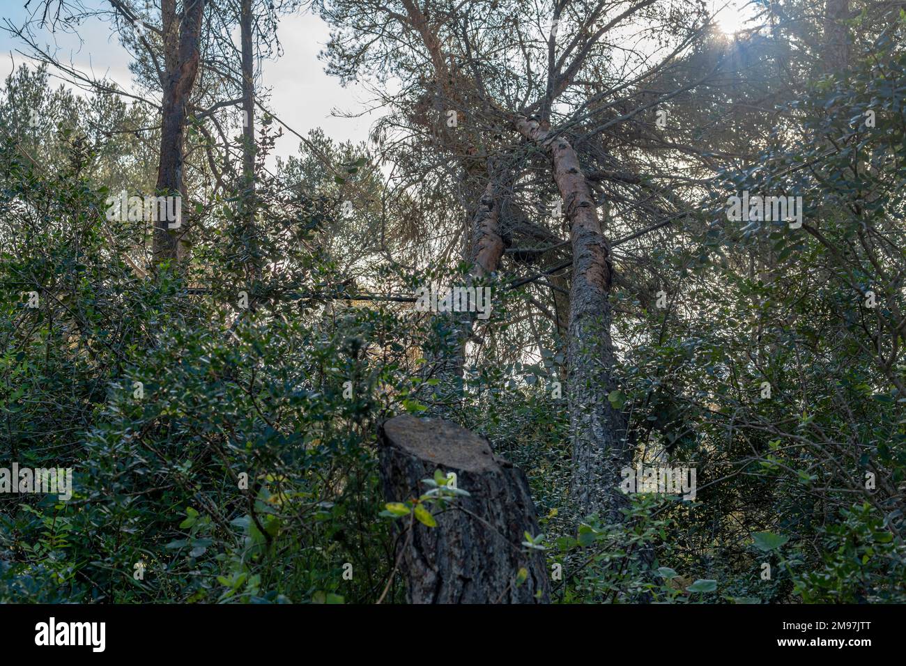 An internet fiber supply cable in bad condition by a windstorm in a ...