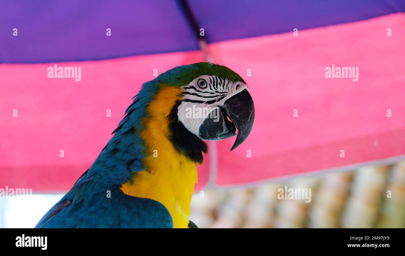 Close up side head shot of a blue-and-yellow macaw, also known as blue ...