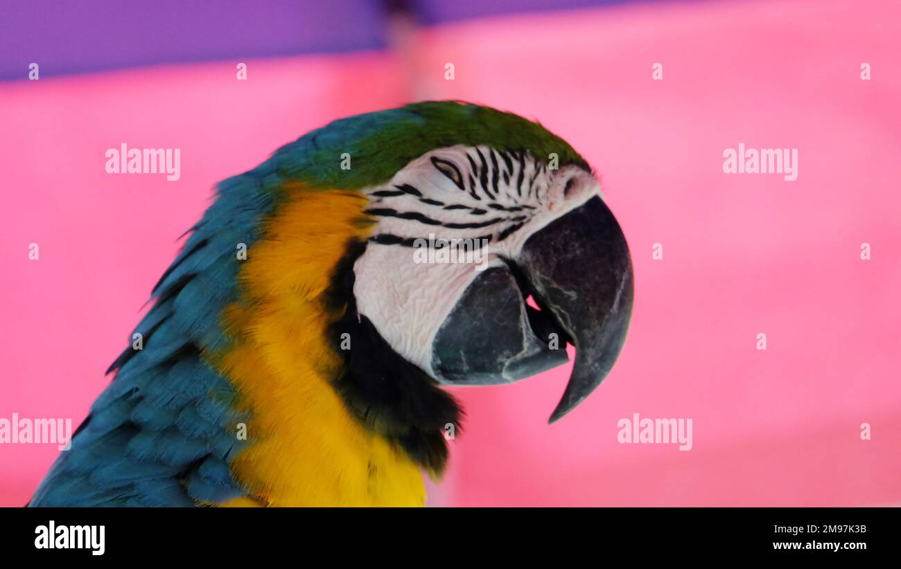 Close up side head shot of a blue-and-yellow macaw, also known as blue ...