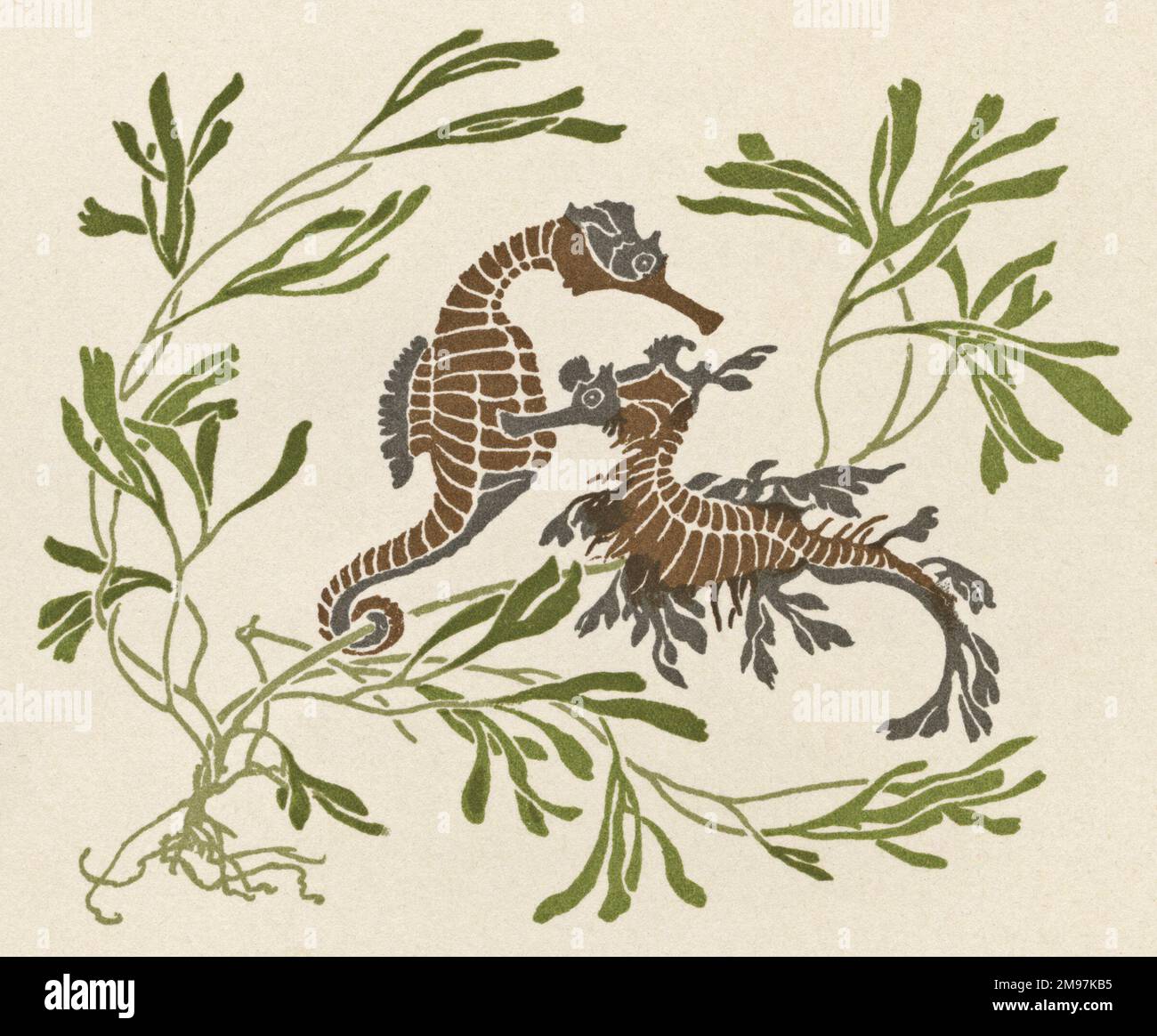 Two seahorses surrounded by seaweed Stock Photo - Alamy