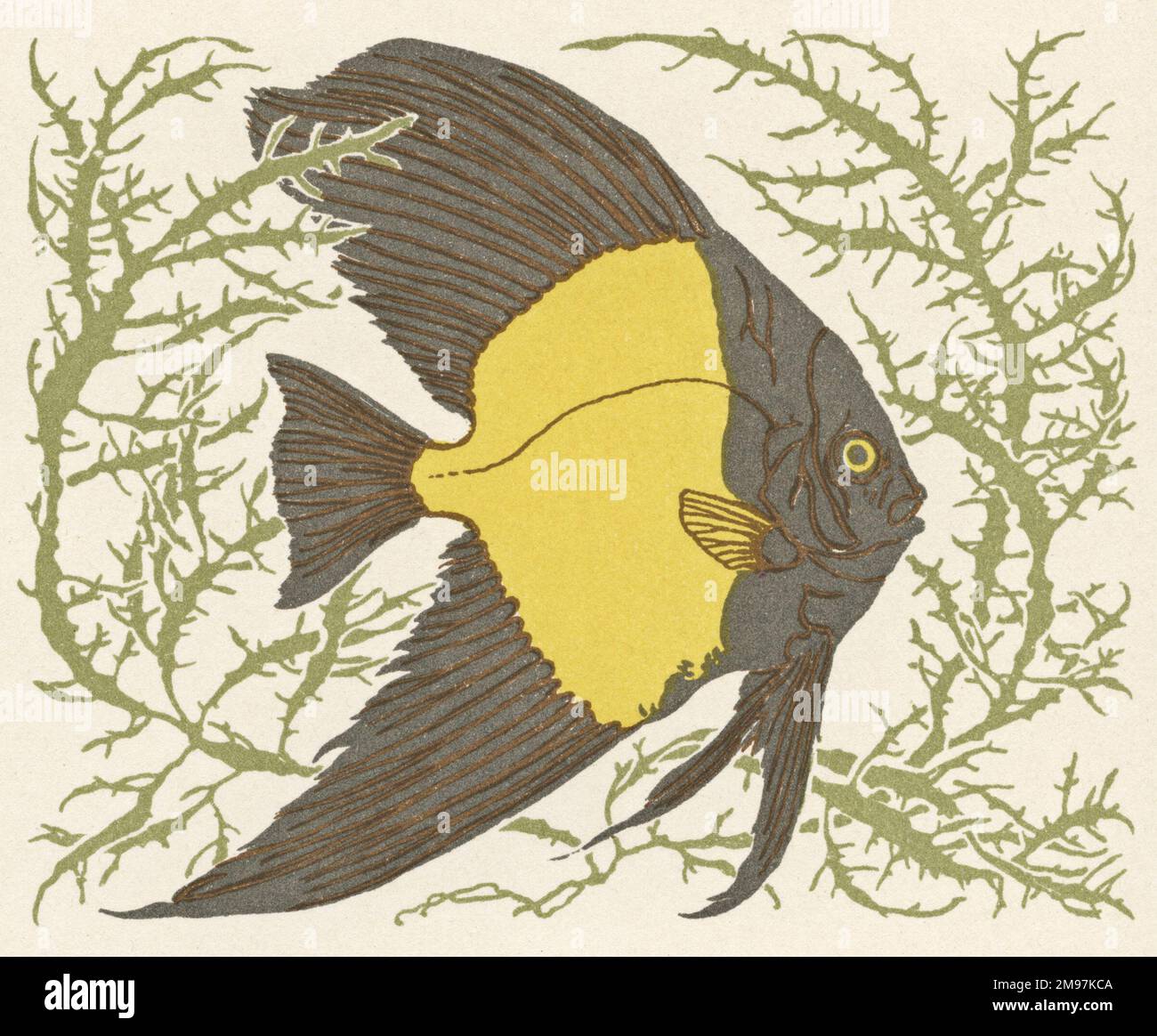 An angel fish swimming through coral Stock Photo - Alamy