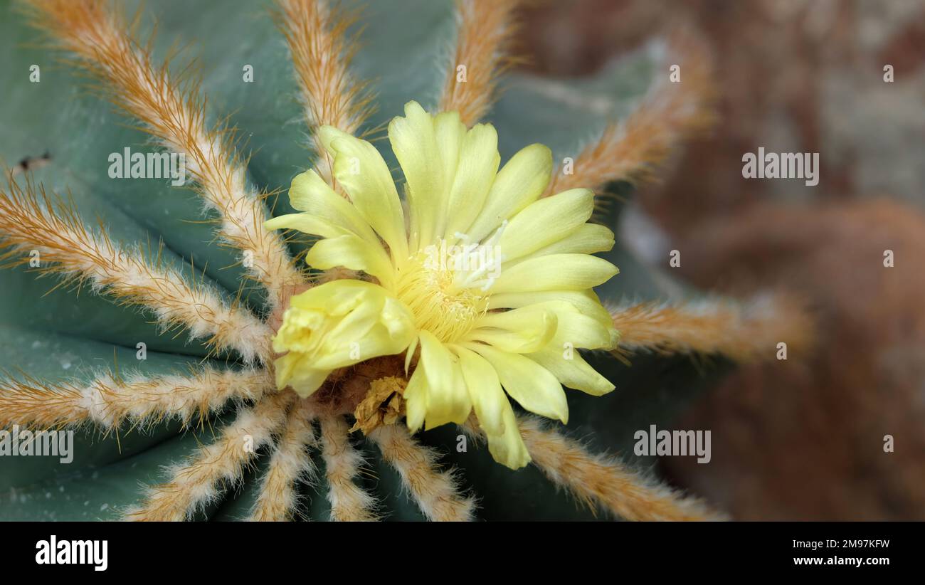 Closeup of a blooming yellow cactus flower, with many thin yellow ...