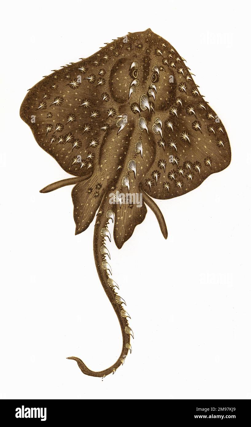 Raia radiata, or Starry Ray Stock Photo - Alamy