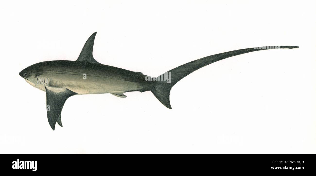 Alopias vulpinus, or common thresher, a species of shark Stock Photo ...