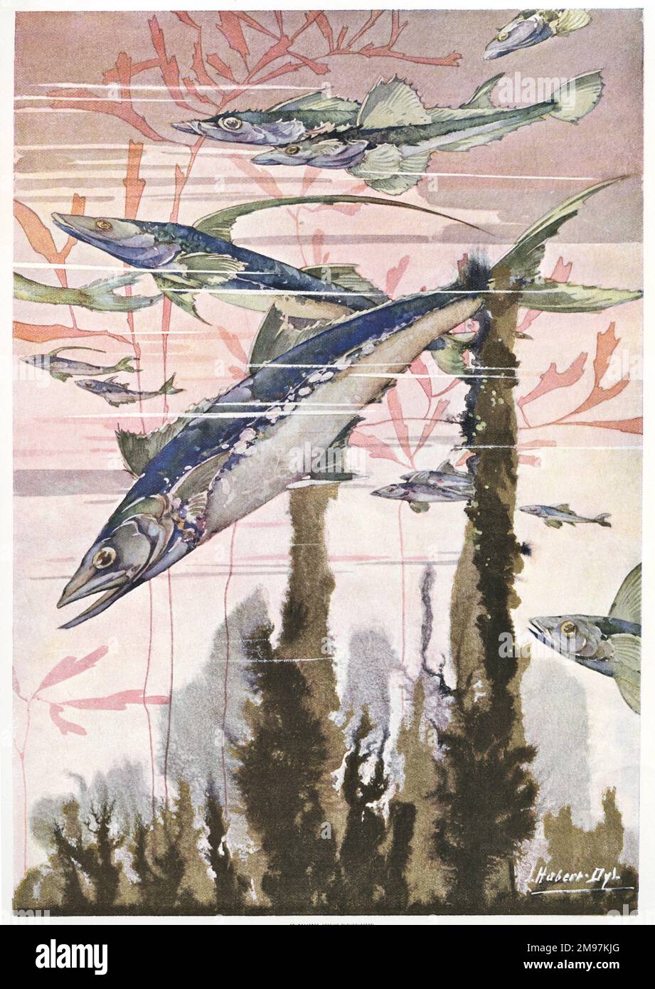 Illustration, silver and blue fish, by J Hubert Dyl Stock Photo - Alamy