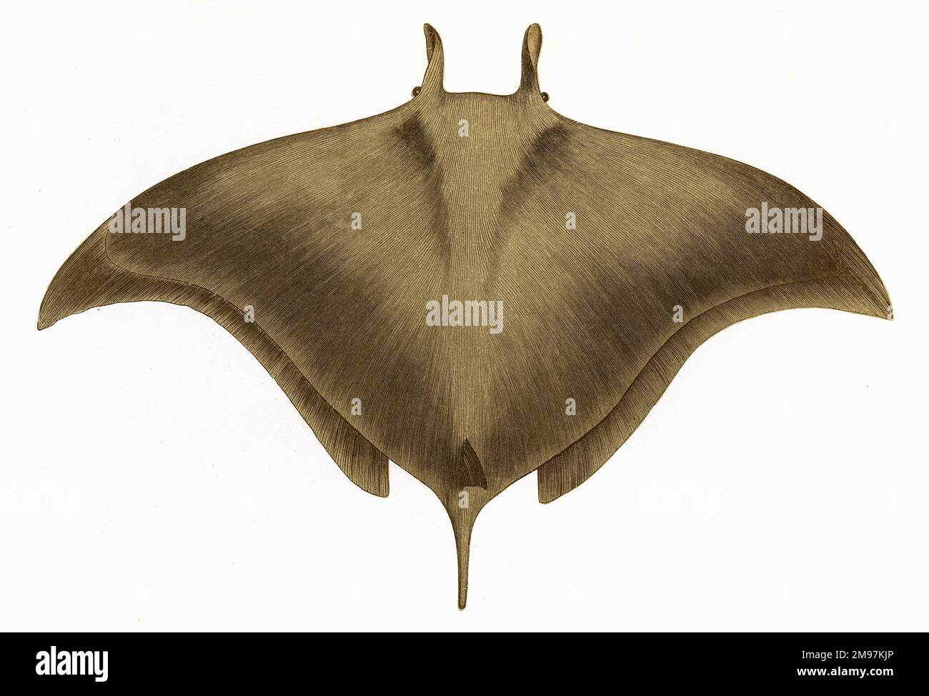 Cephaloptera Giorna, or Ox Ray, also known as Horned Ray Stock Photo ...