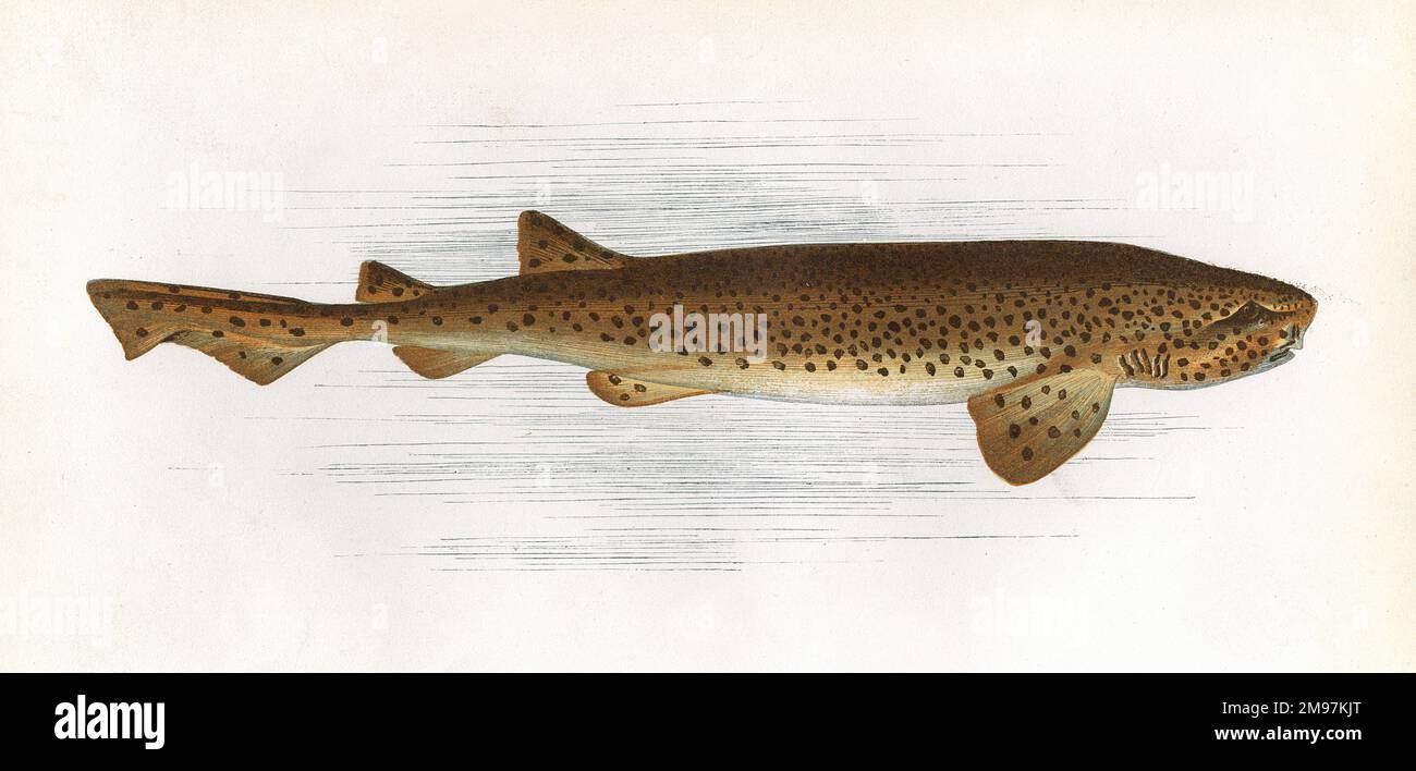 Scyliorhinus stellaris, a species of dogfish, also known as nursehound ...