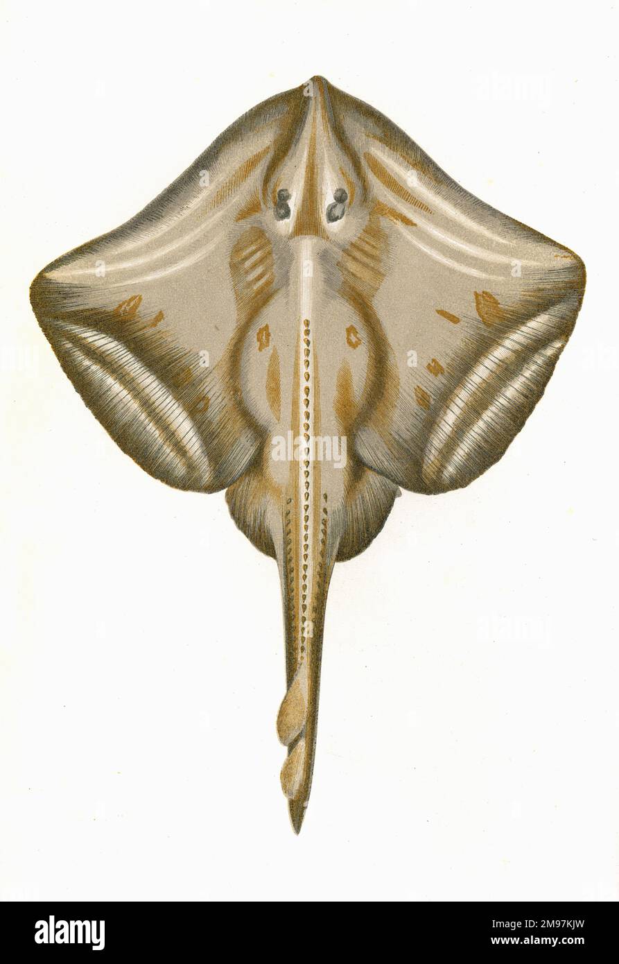 Microcellata hi-res stock photography and images - Alamy