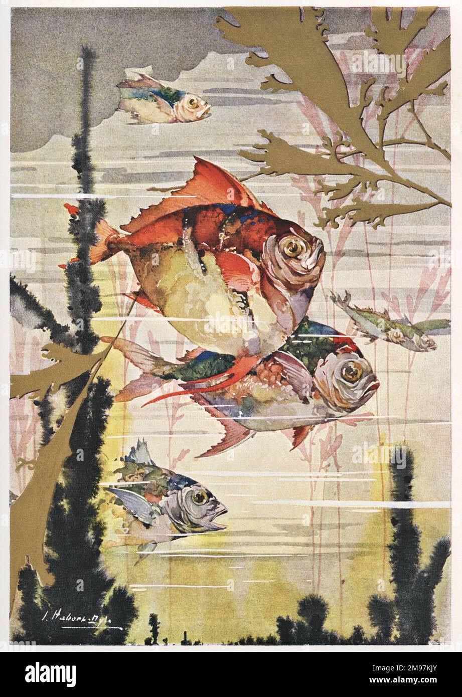 Illustration, colourful angel fish, by J Hubert Dyl Stock Photo - Alamy