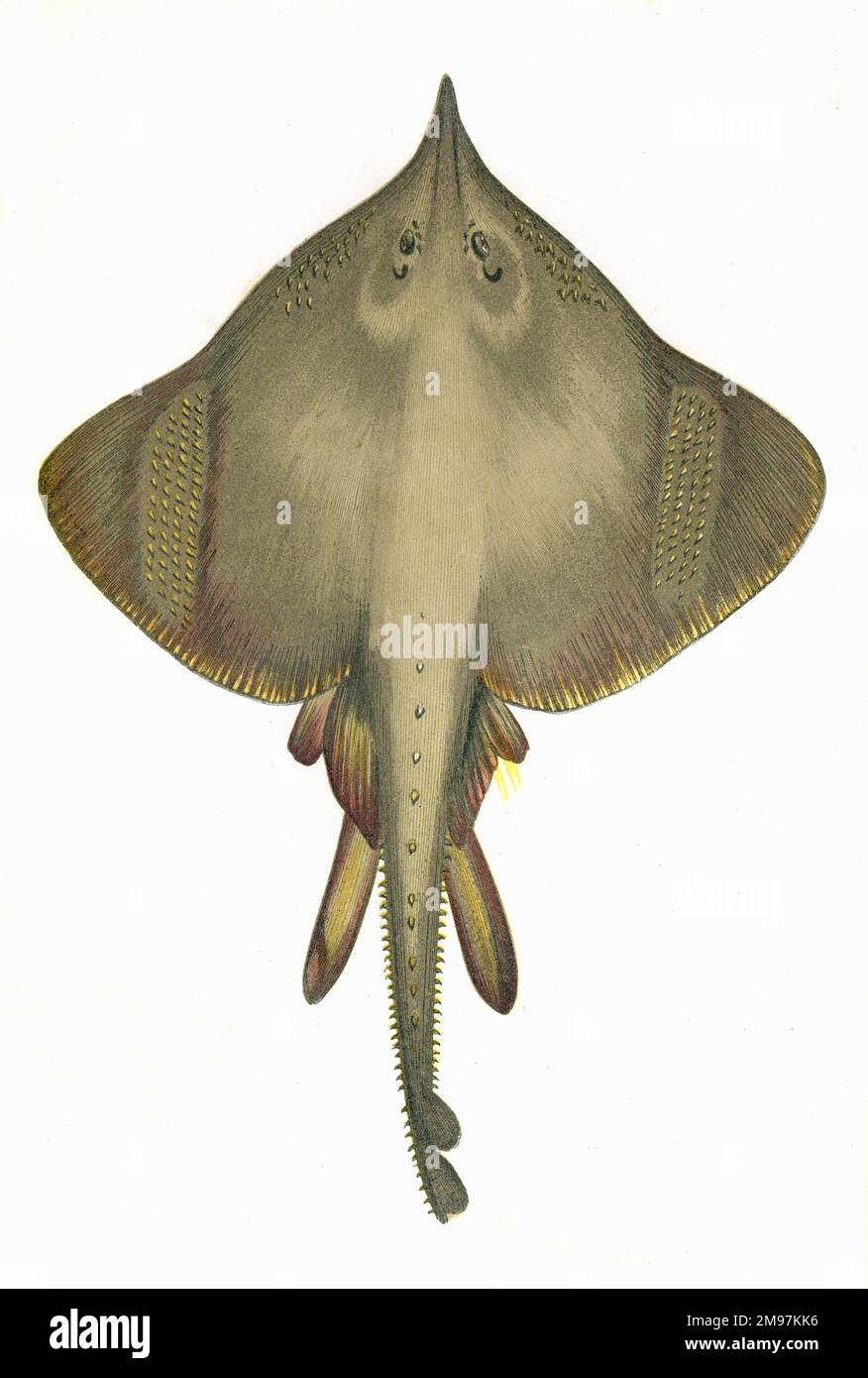 Raia oxyrhynchus, also known as Burton Skate, White Skate, Sharp-Nosed ...