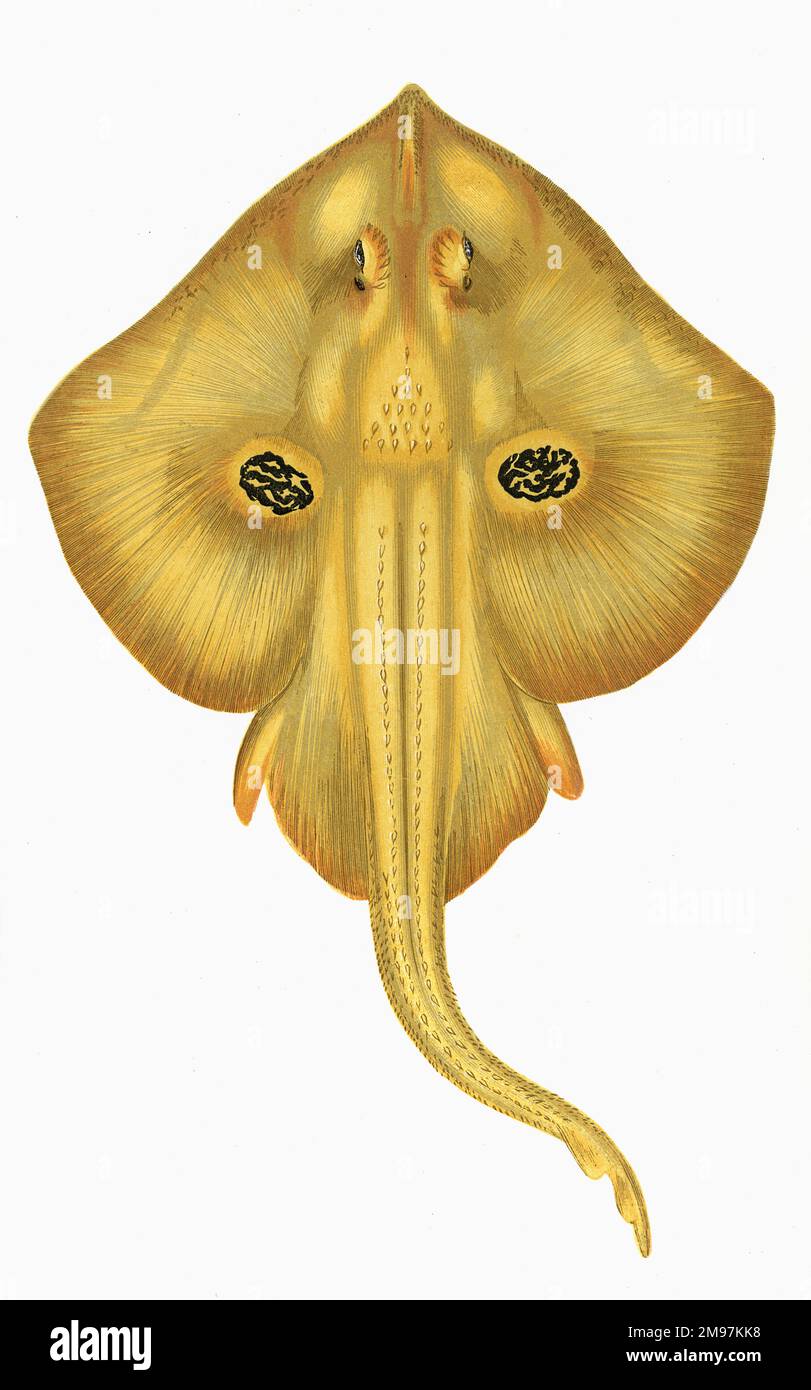 History of cuckoo Cut Out Stock Images & Pictures - Alamy