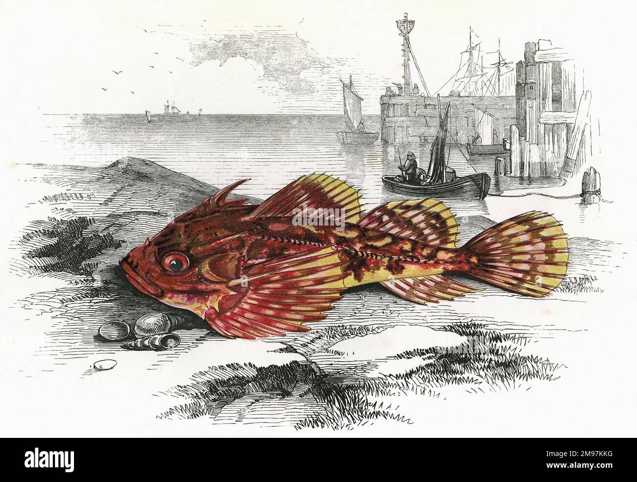 Taurulus Bubalis, also known as Cottus Bubalis, Longspined Bullhead and ...